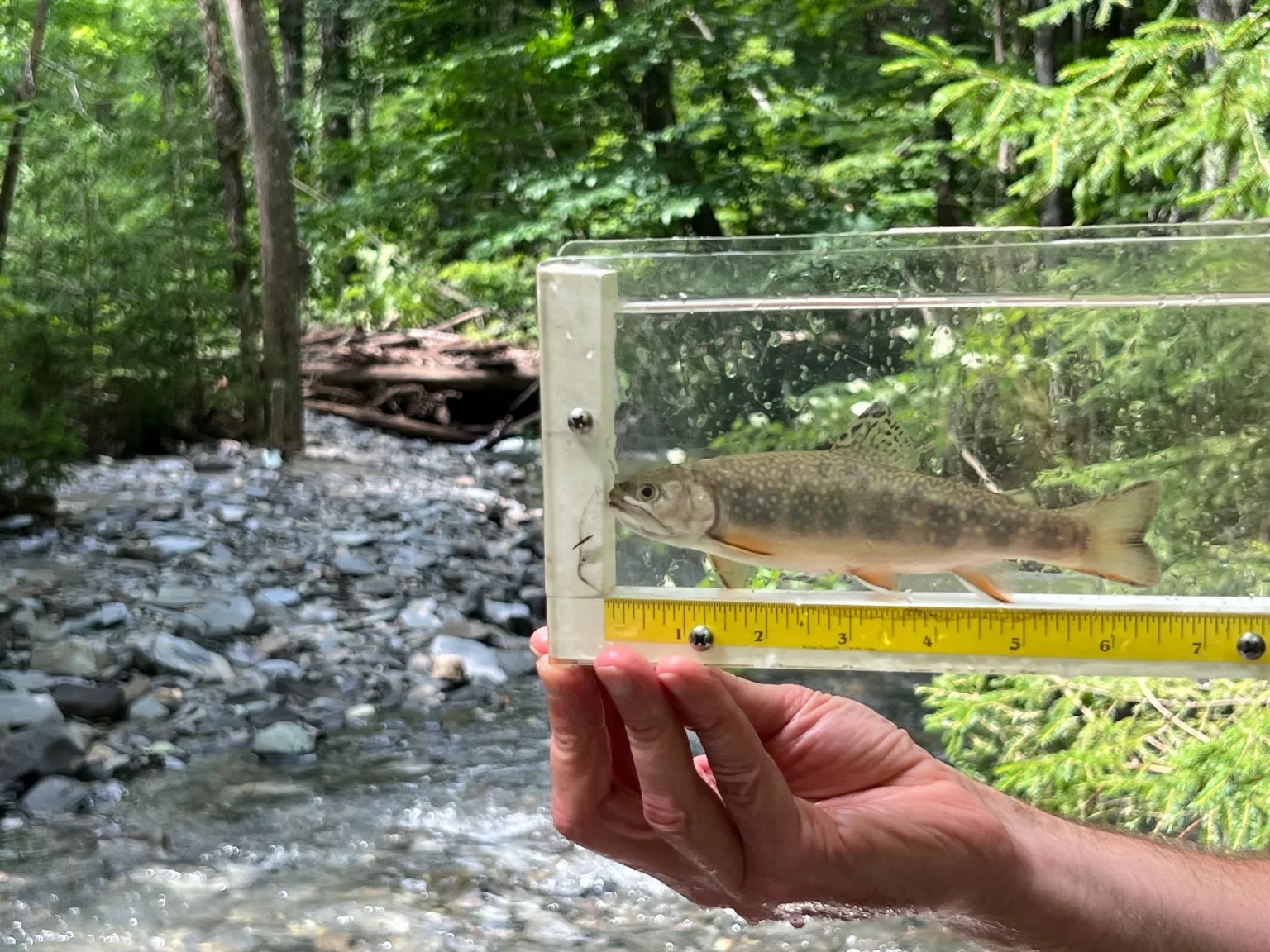 ‘Pretty substantial declines’: Wildlife scientists estimate impact of ...