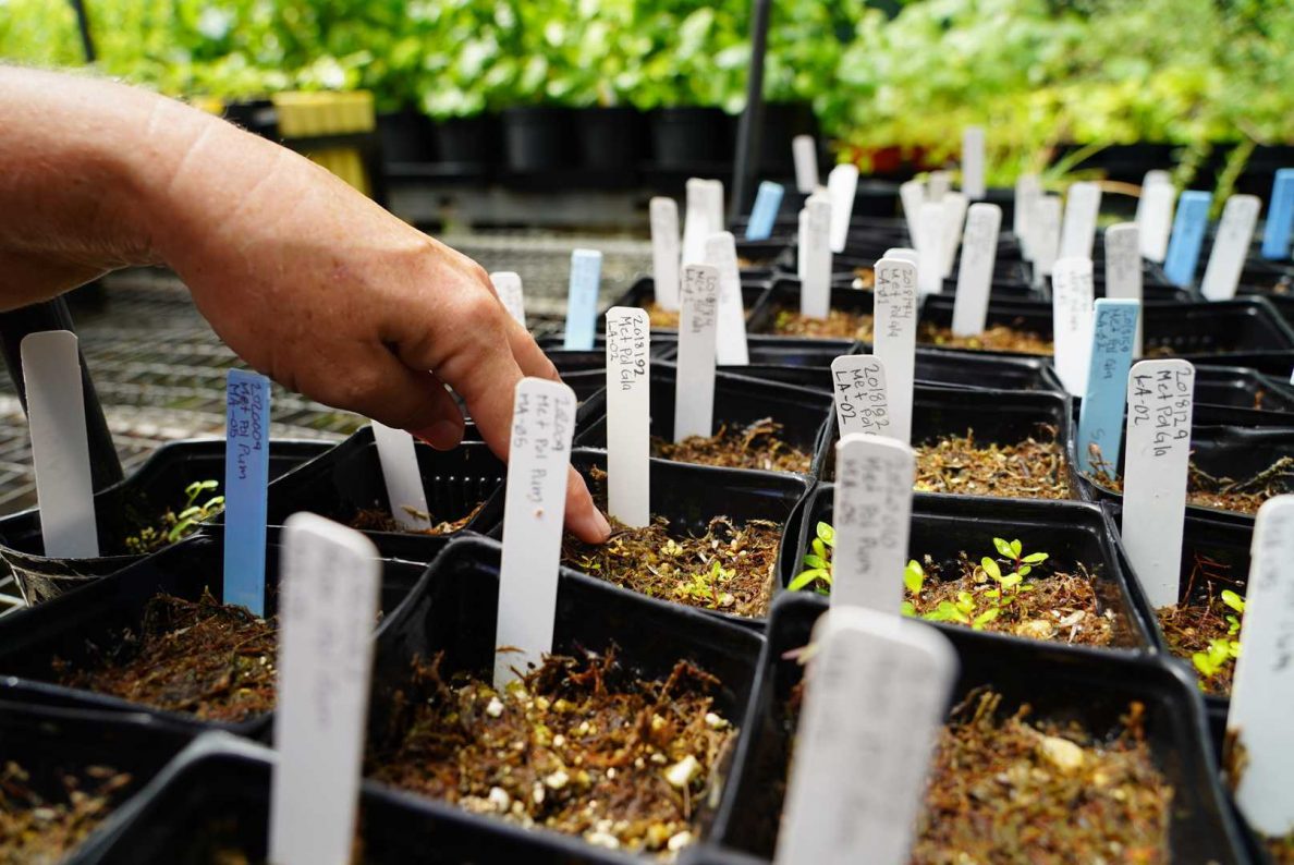 Lack Of Native Seeds Spurs Federal Plan To Replant Fire-Loving Invasive ...