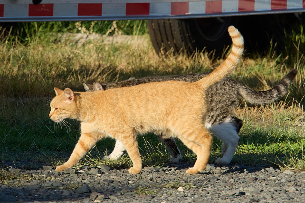 New Feral Cat Colony Map Could Save Hawaii’s Native Birds — But It’s ...
