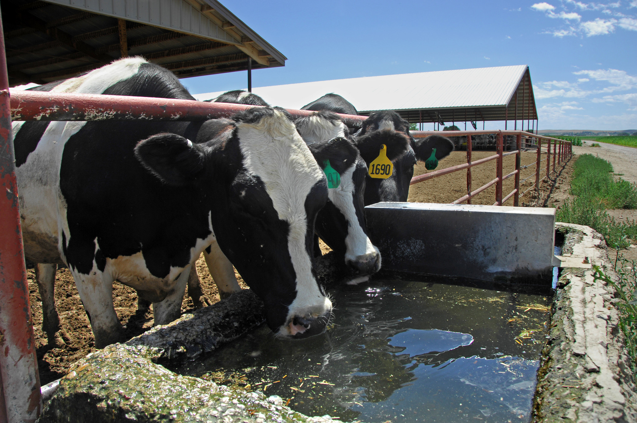 USDA launches national testing of milk from dairy farms to track bird ...