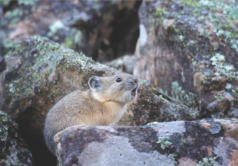 For the first time, biologists know where Wyoming’s pikas dwell — at ...