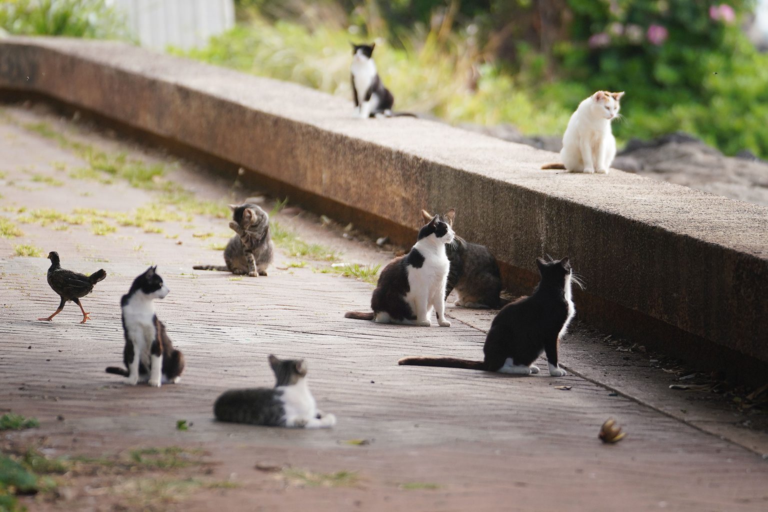 ‘Elvis Would Be Totally Against That’: Feral Cat Battle Reaches Fever ...