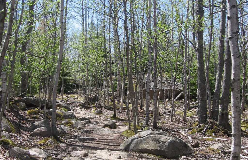 Maine receives federal grant to boost innovation of forest-based ...