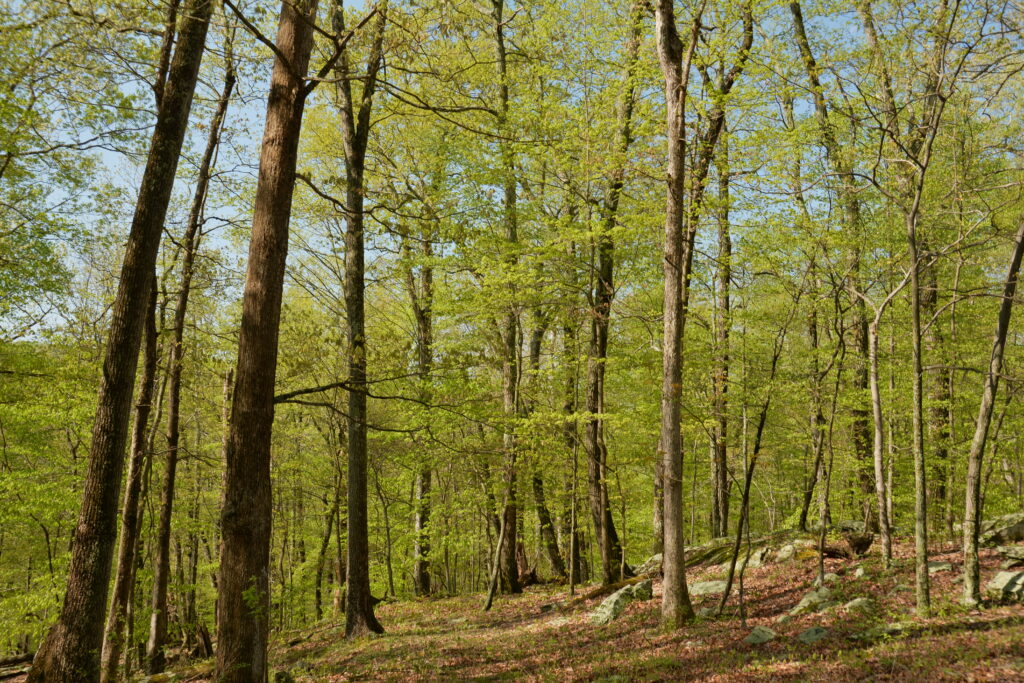 A fat target in lean times: How to save Program Open Space | News From ...