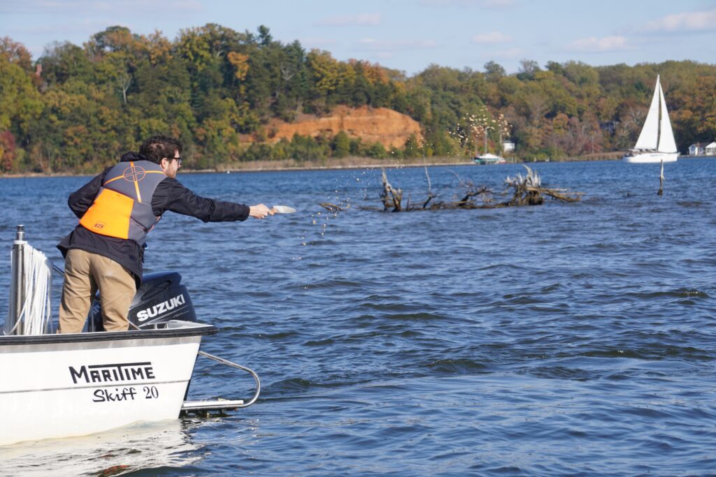 Reseeding the Chesapeake Bay’s underwater grasses takes combined state, volunteer effort | News ...