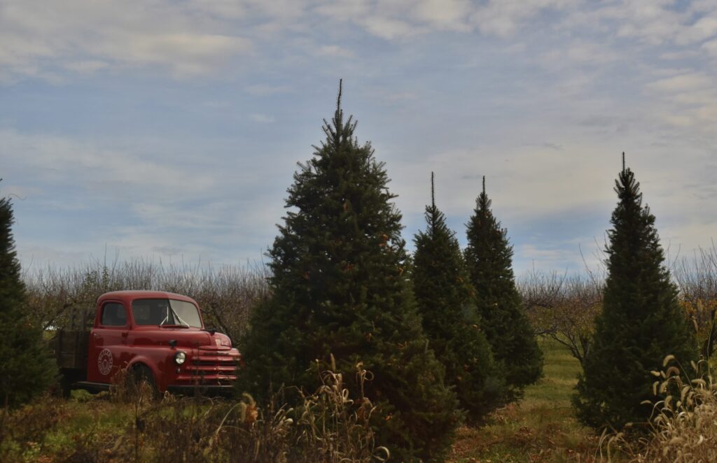 ‘It takes a village’: Christmas tree farms prepare for the holiday ...
