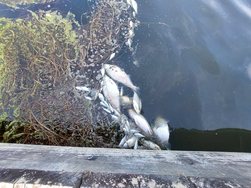 ‘A large decaying red mass’: Fish kills, algal blooms increasing in NC ...