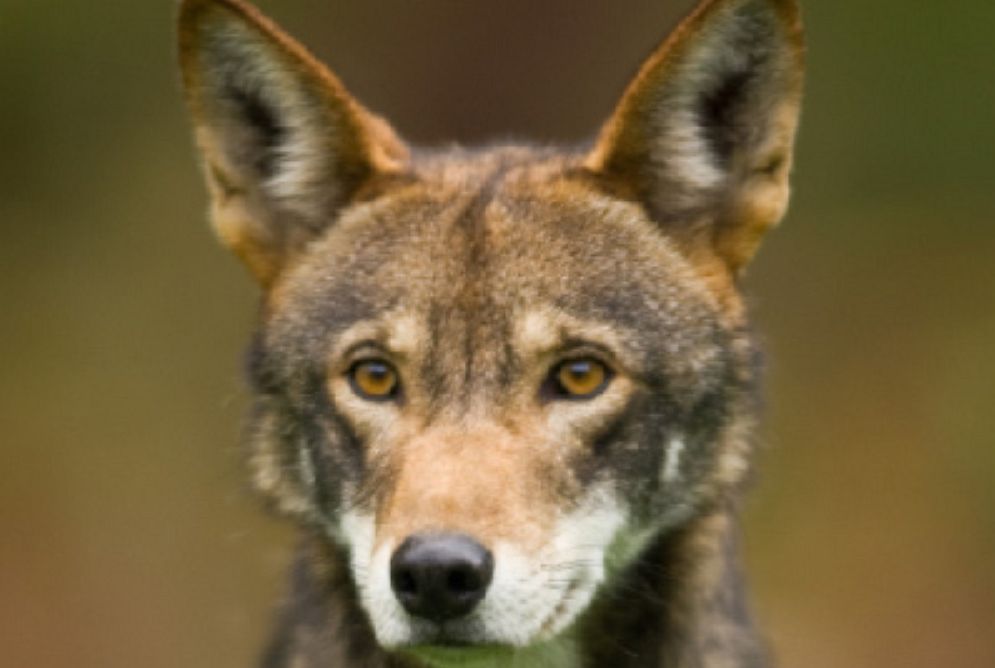 Foushee, Murphy introduce resolution to protect North Carolina’s endangered red wolves | News ...