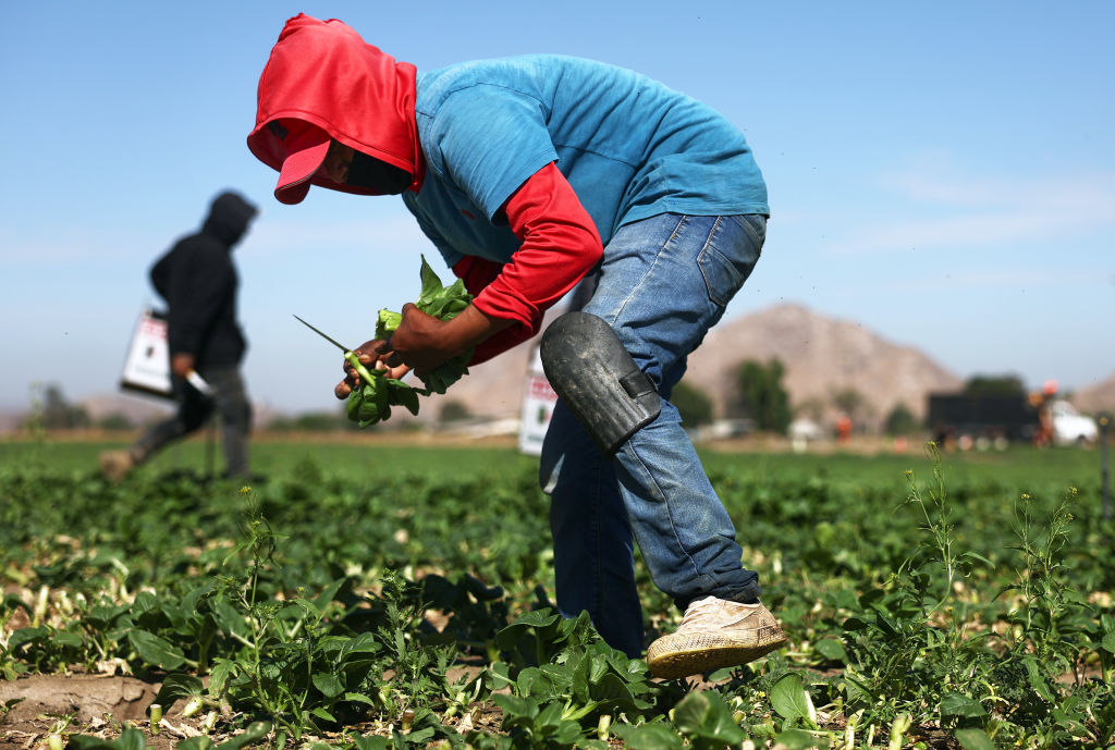 Trump allows more foreign ag workers, eases off ICE raids on farms ...