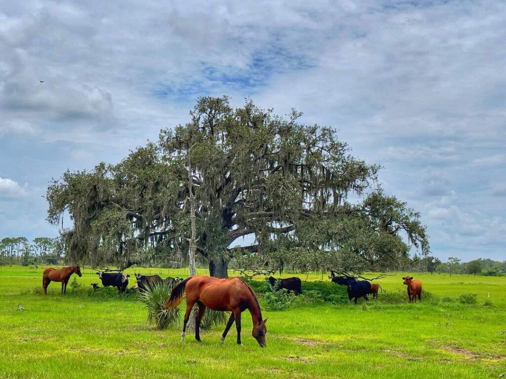 Rural Florida residents strike out when their own commissioner pitches ...