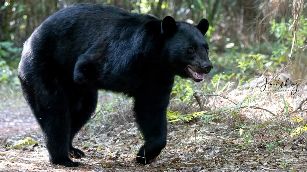 Florida wildlife agency considers bringing back barbaric steel traps ...