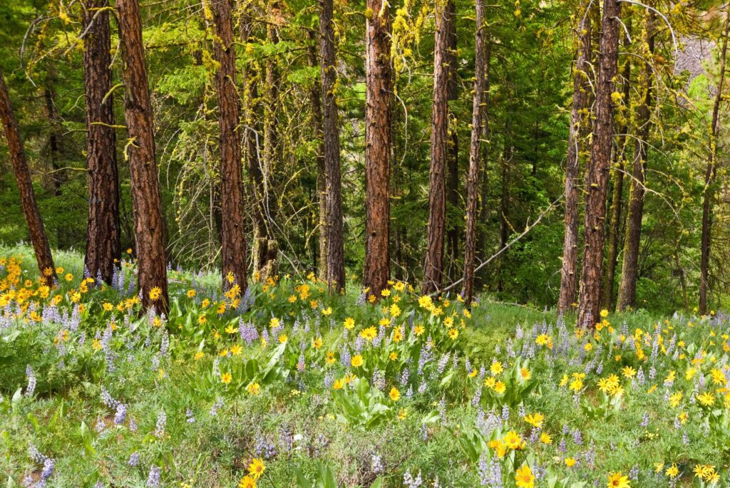 An ode to eastern Washington’s trees on the state Capitol campus | News ...