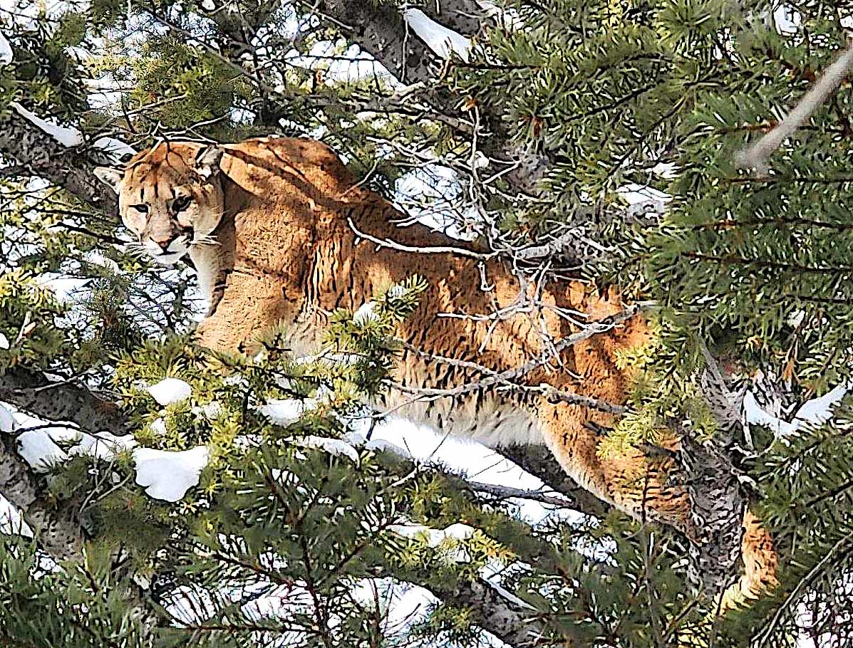 Wyoming keeps lion hunting pressure dialed high as mature cats become ...