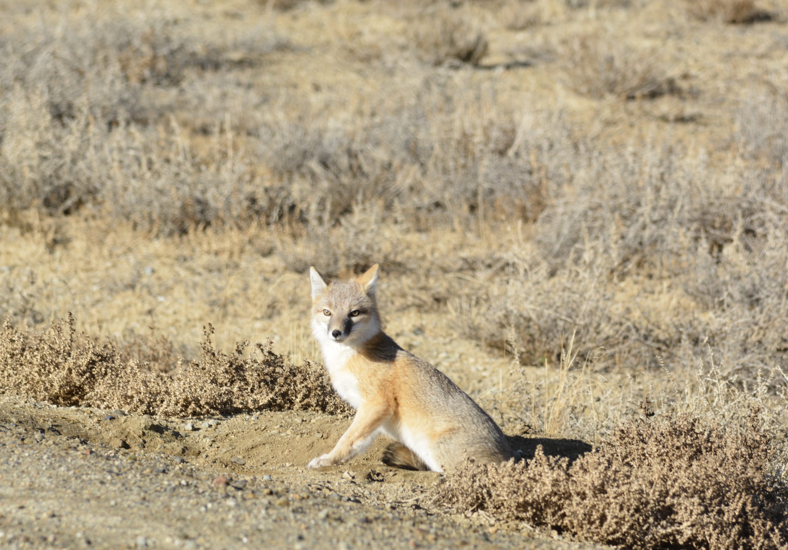 Strange wildlife encounters of the western Wyoming ranch kind | News ...