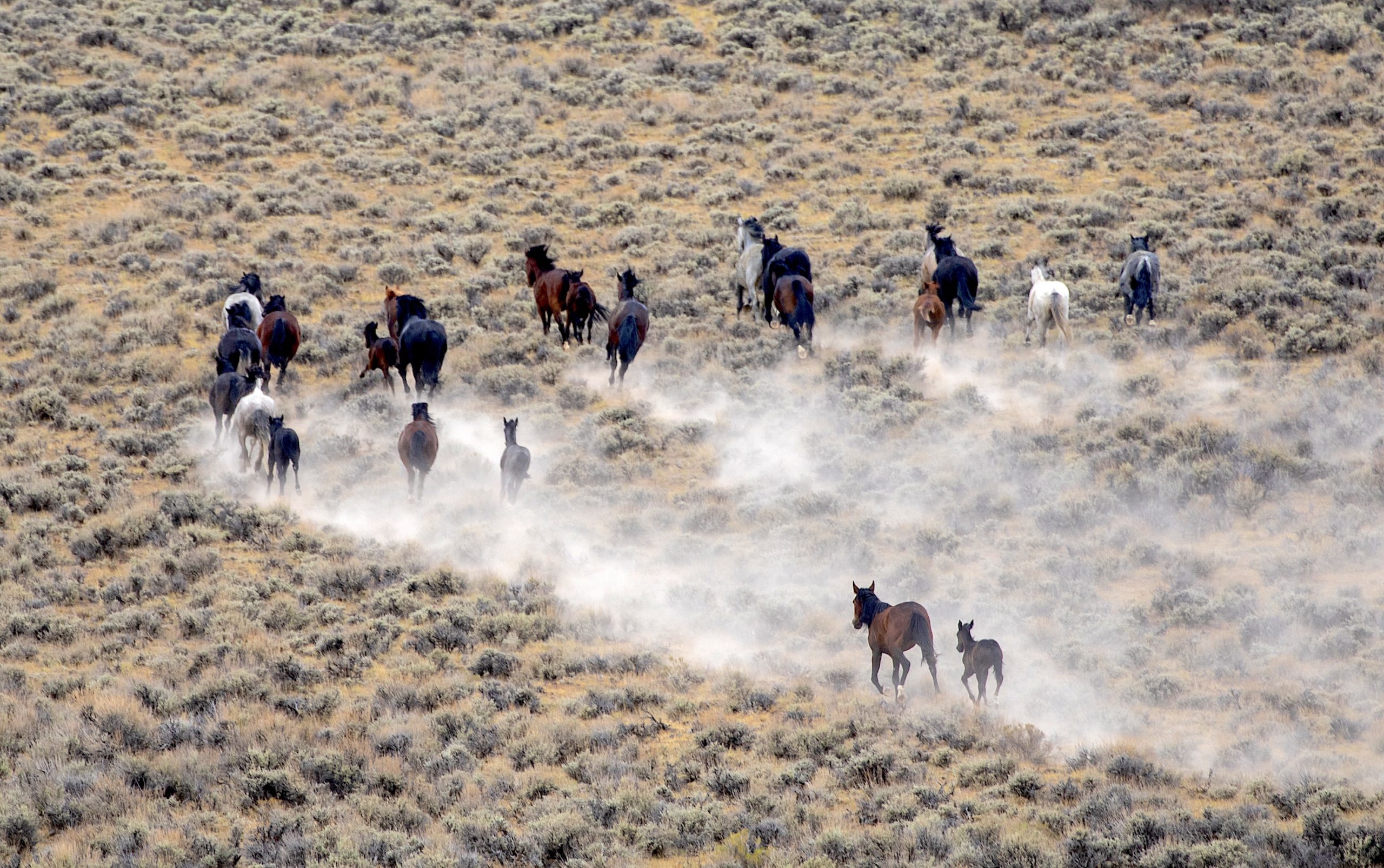 Feds slate purge of ‘checkerboard’ wild horses for Oct. 13 despite ...