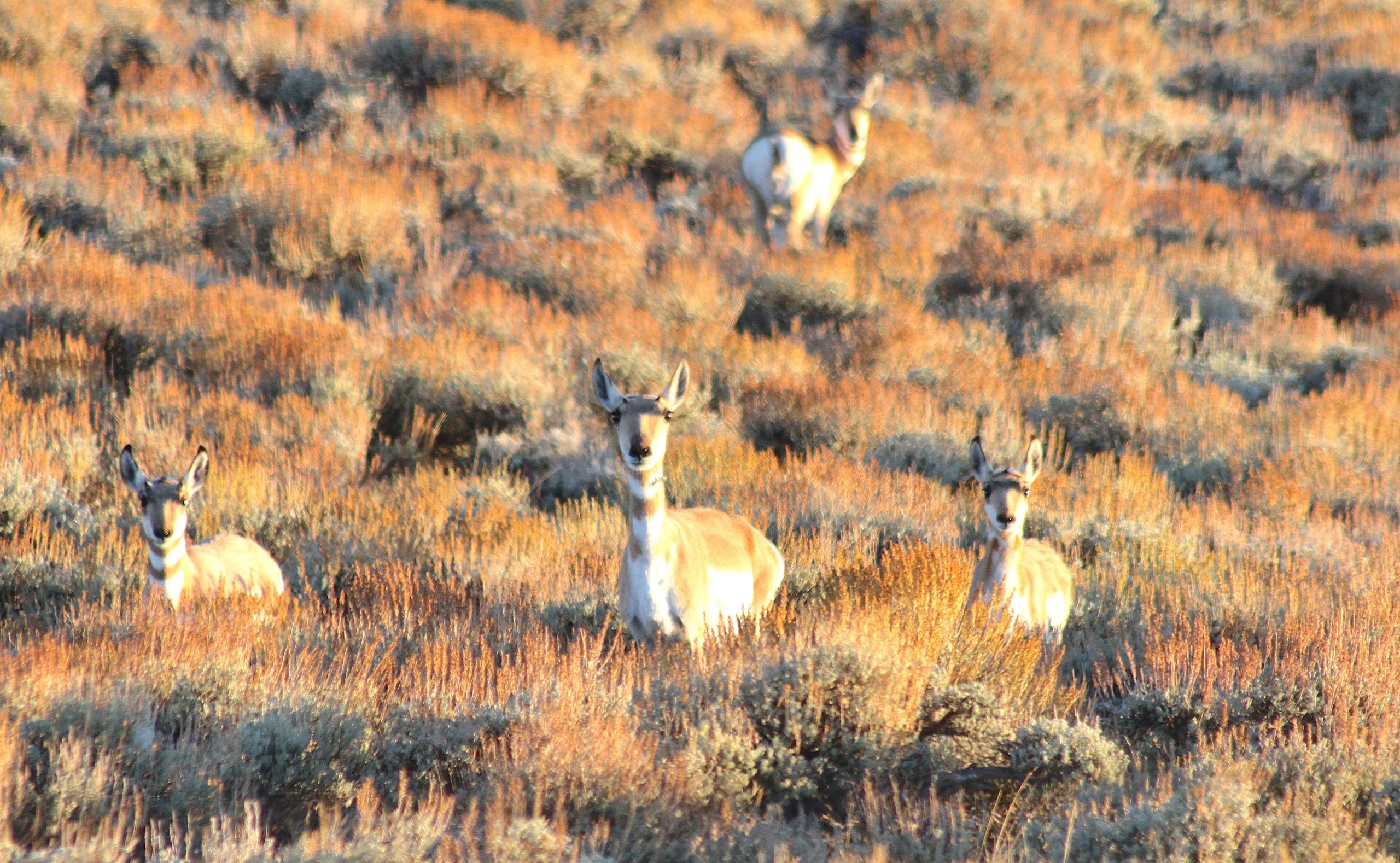 Gordon pares back Wyoming’s first pronghorn migration, overriding Game ...