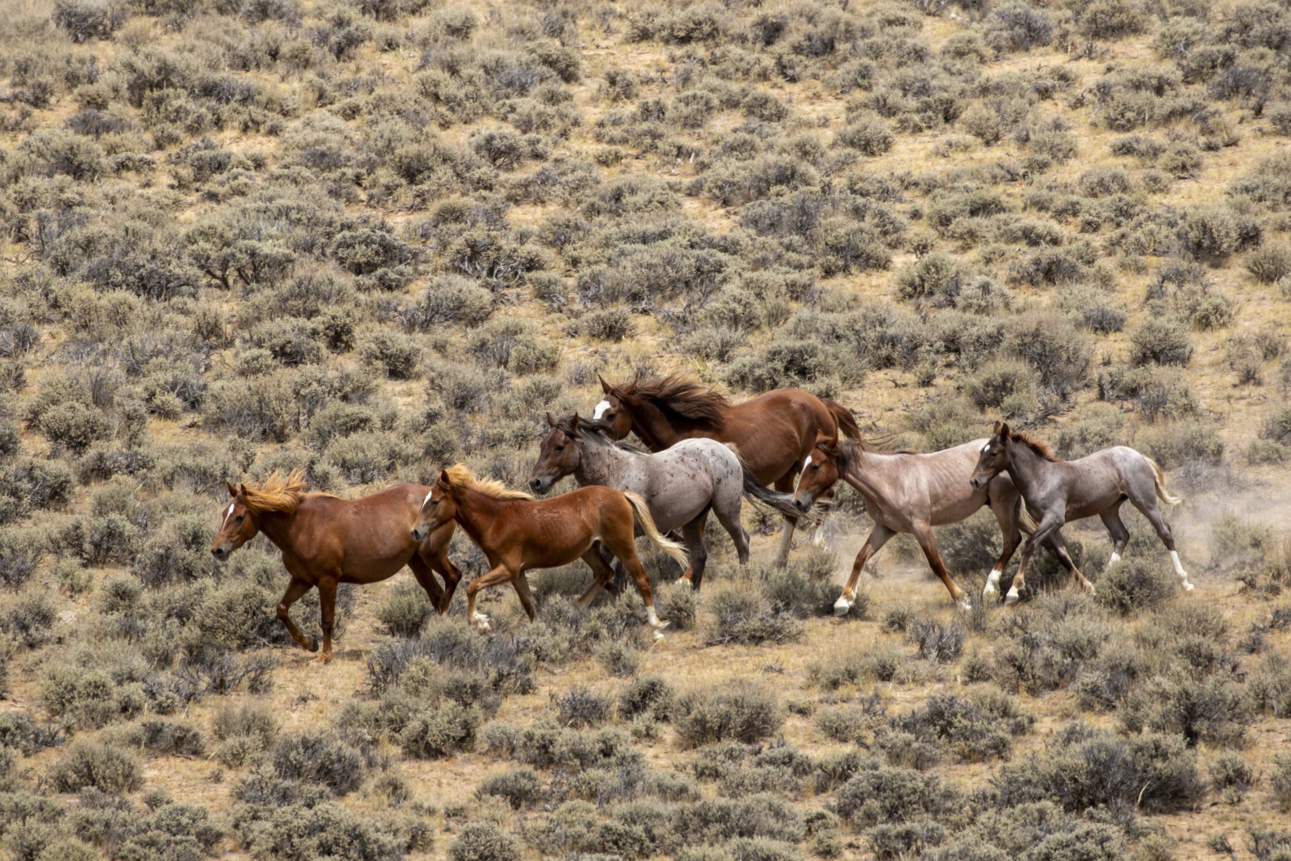 Gridlocked: In Wyoming’s Red Desert, the checkerboard has fueled a wild ...