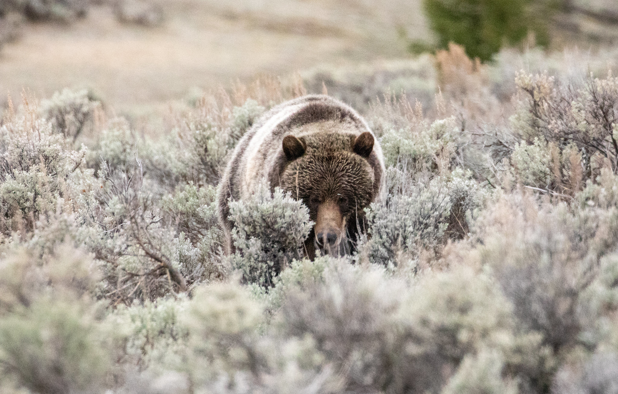 Yellowstone grizzly range contracts by 4%, while ‘Northern Continental ...