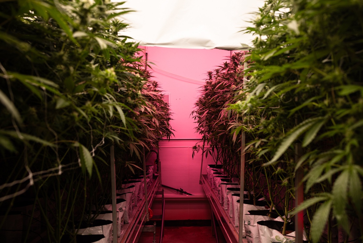 Delta-8 hemp and Texas medical marijuana industries to face off in the ...
