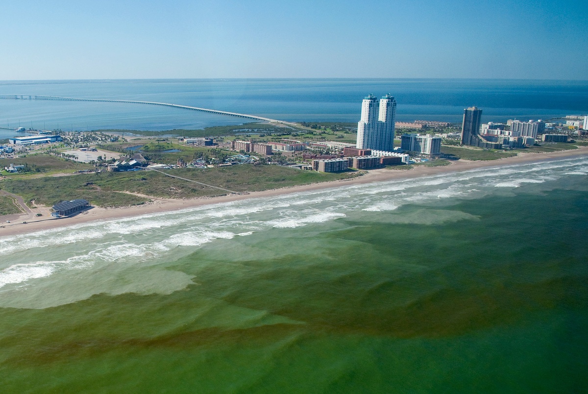 Toxic red tide algae, last seen in 2018, returns to Texas coast | News ...