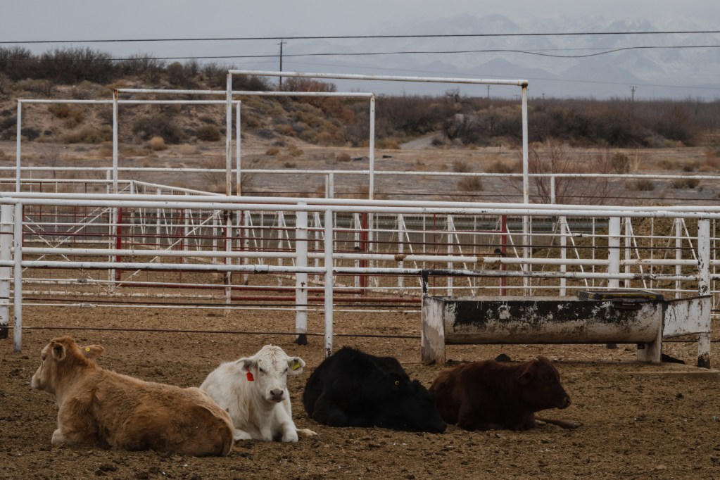 Texas’ plan to stop a parasitic fly from destroying its cattle ...