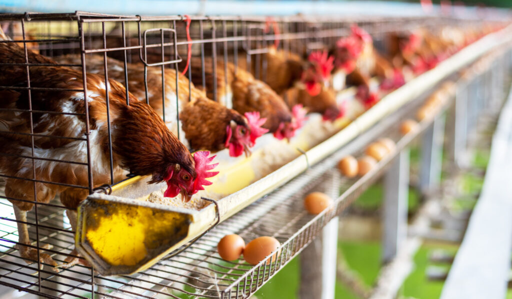 Influential factory farm industry presents a massive challenge to ...