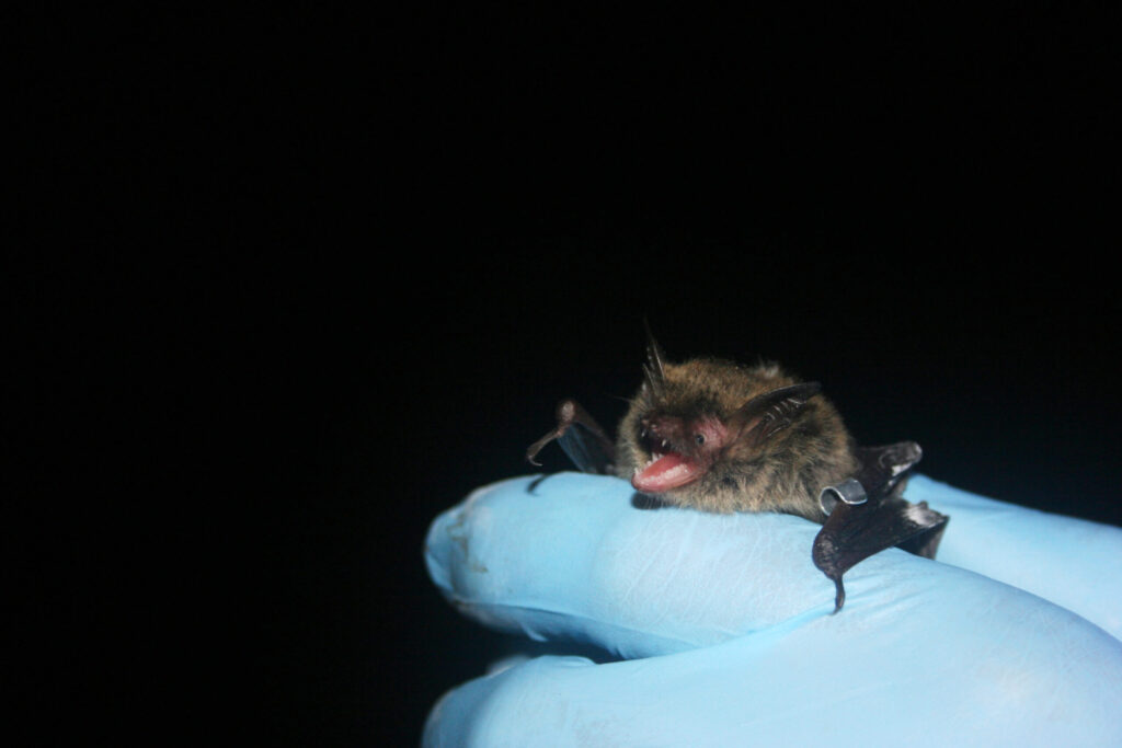 Endangered designation raises further alarm about bats in Black Hills ...