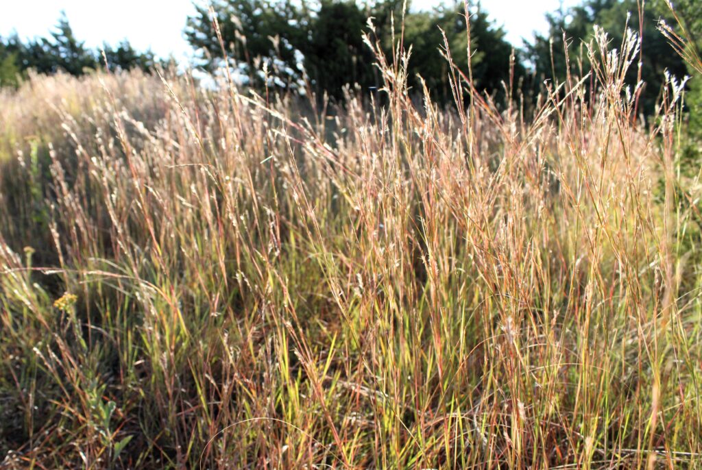 Grassland and other conservation projects in SD receive $83 million ...