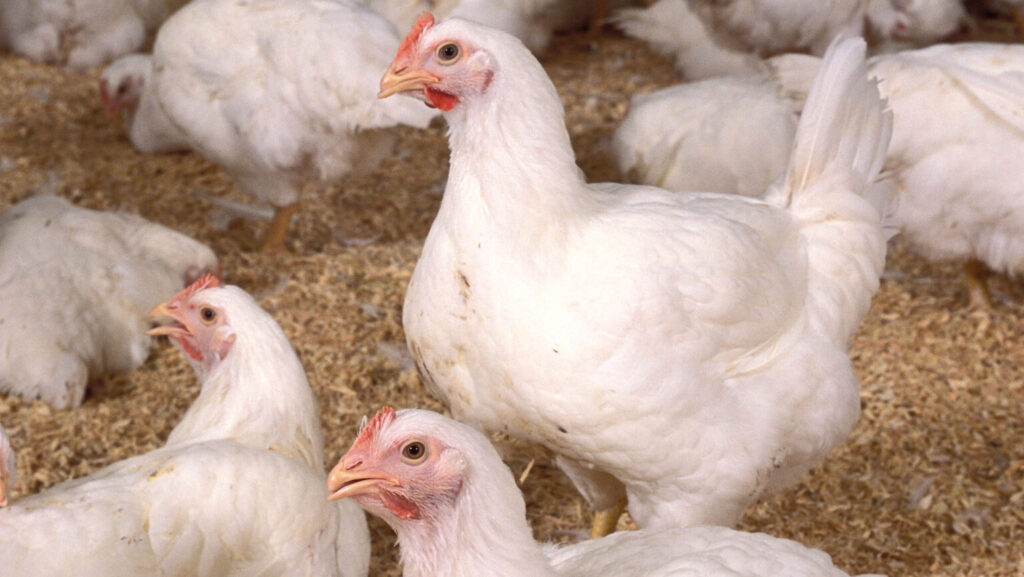 Bird flu confirmation in Nebraska’s Butler County spurs caution | News ...