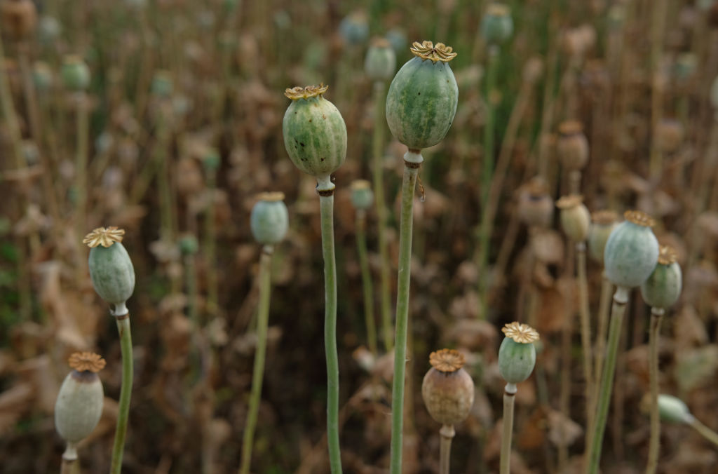 Arkansas, 12 other states urge Congress to ban ‘unwashed’ poppy seeds ...