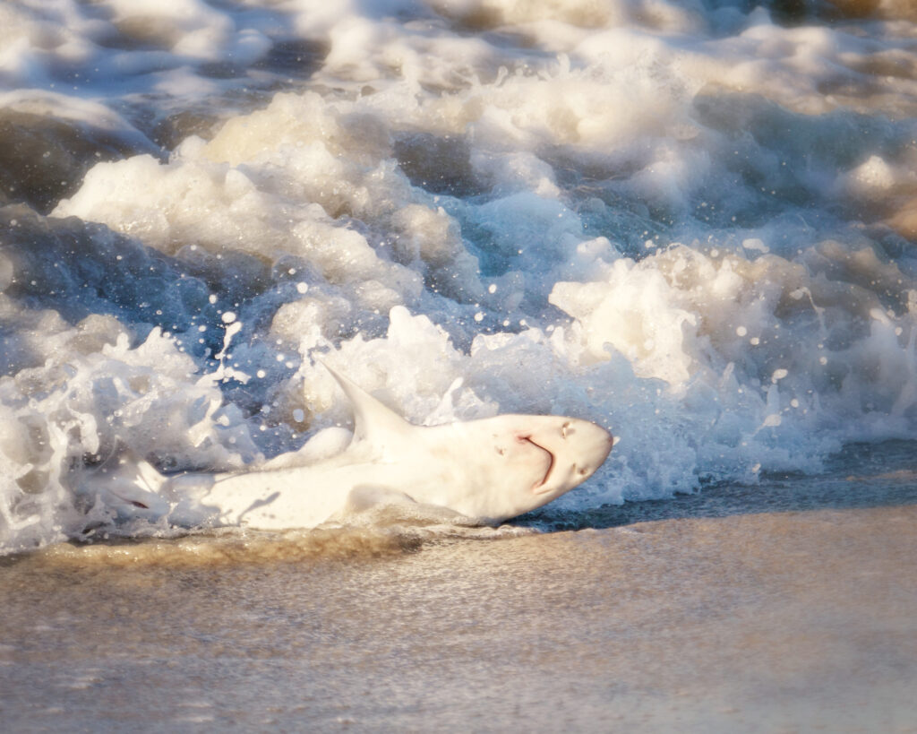 Alabama House committee approves bill creating alert system for shark ...