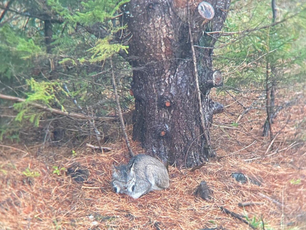 Endangered Canada lynx sightings continue in western Vermont | News ...