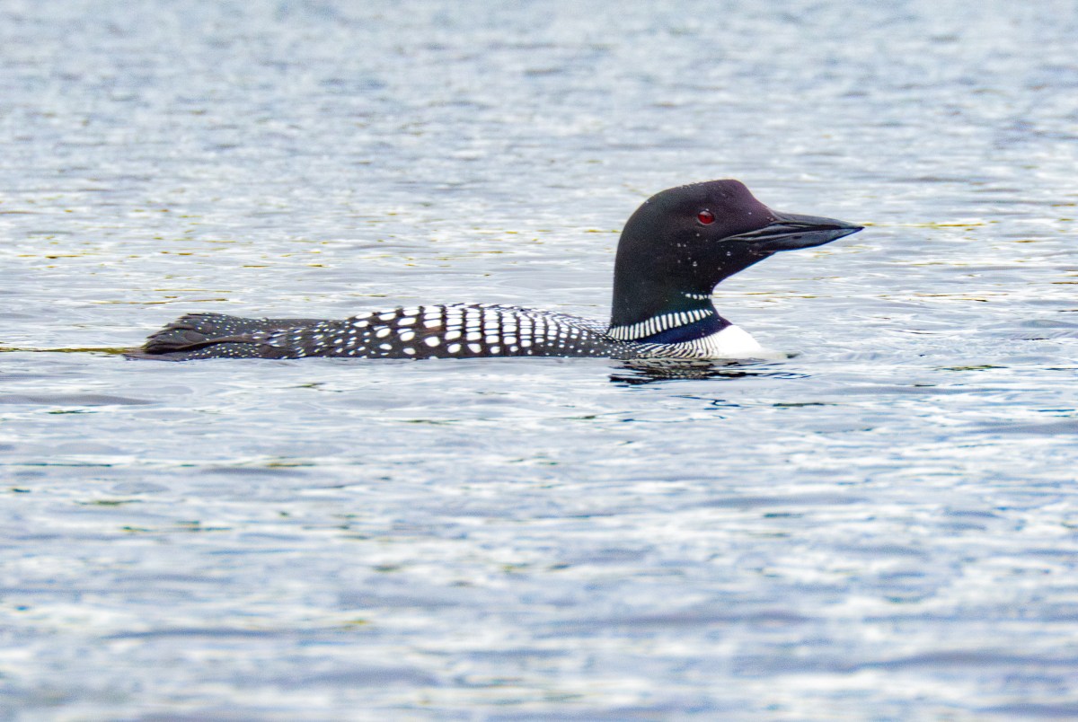 Vermont’s adult loon population is at an all-time high, but fewer ...