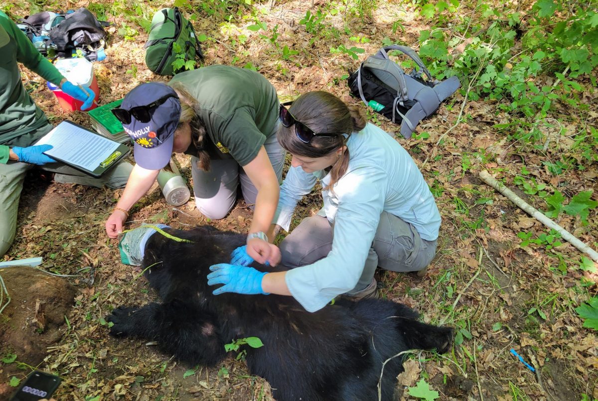 Why is Vermont’s bear population booming? | News From The States