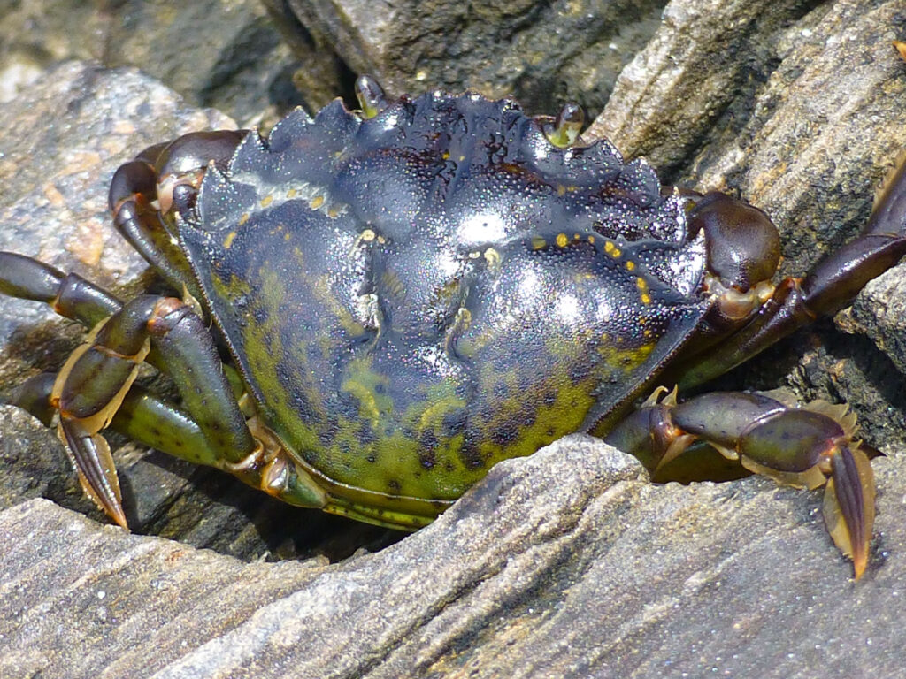 Green crab discoveries in Ketchikan show the invasive threat is ...
