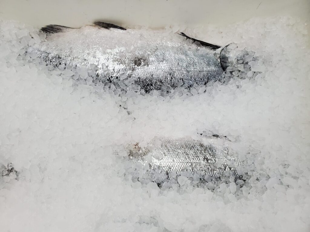 Alaska trollers will feel pain and unnecessary hardship from ruling on ...