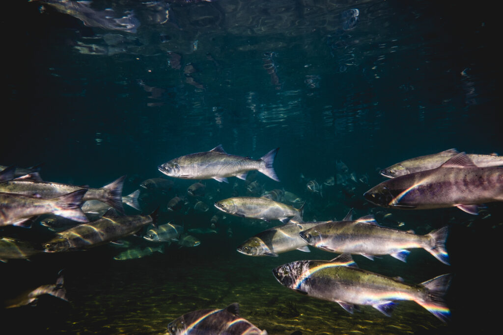 Conservatives must lead in protecting Alaska’s waters — which bottom ...