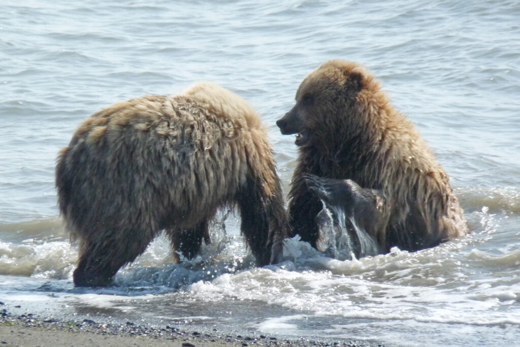 Alaska Board of Game approves revived bear-culling program in caribou ...