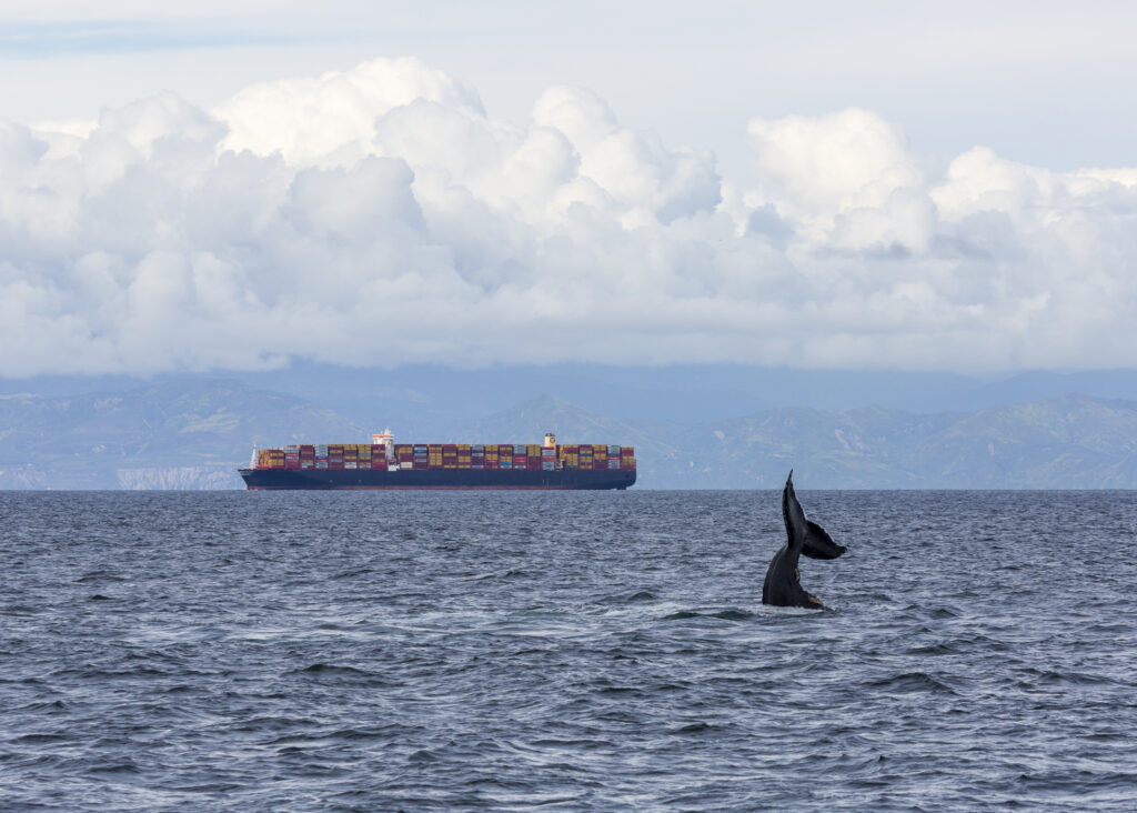 New maps show high-risk zones for whale-ship collisions | News From The ...