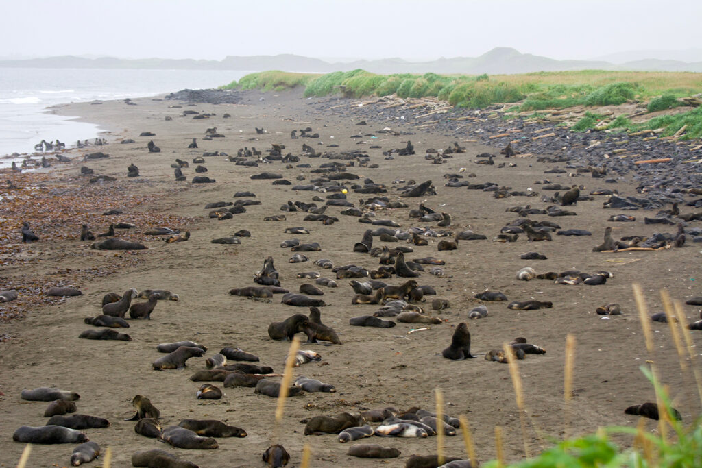Toxin that causes paralytic shellfish poisoning blamed for Alaska seal ...