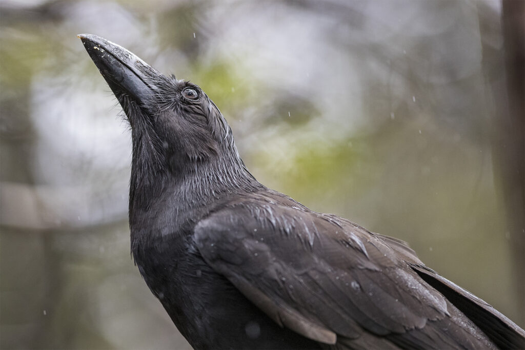 Hawaiʻi’s Critically Endangered Crow Is Soaring In Maui Forests | News ...