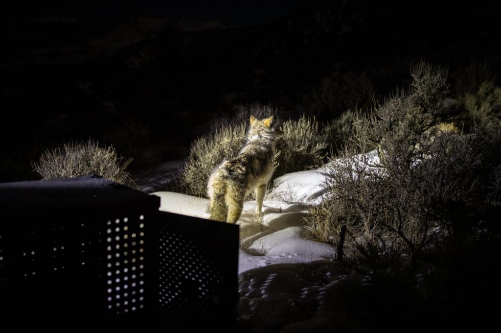 Colorado releases 15 new wolves in second year of reintroduction ...