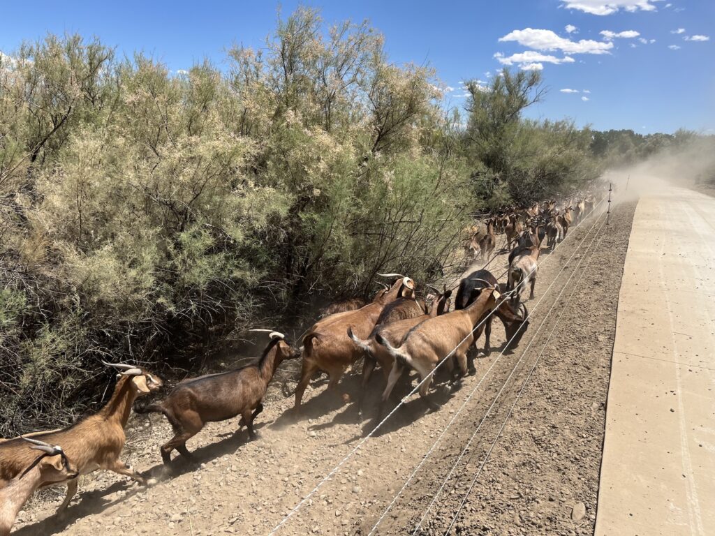 Herd mentality: Goats deployed by some Colorado cities for better ...
