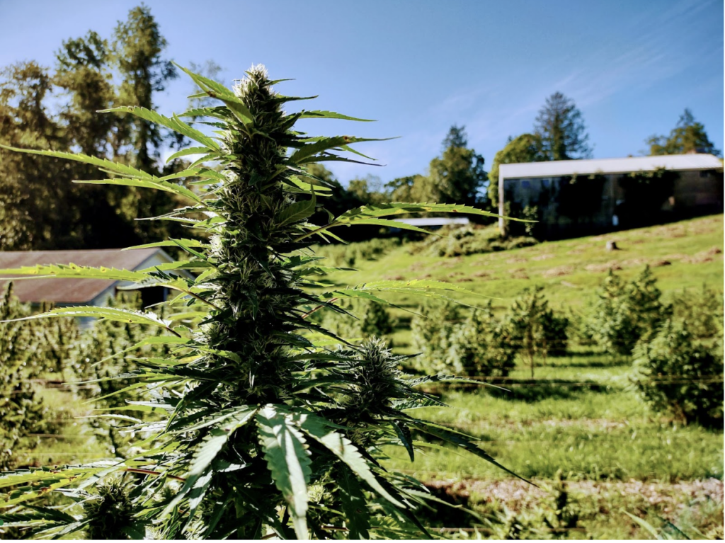 Hemp producers already obey the law. If only these bill sponsors would ...