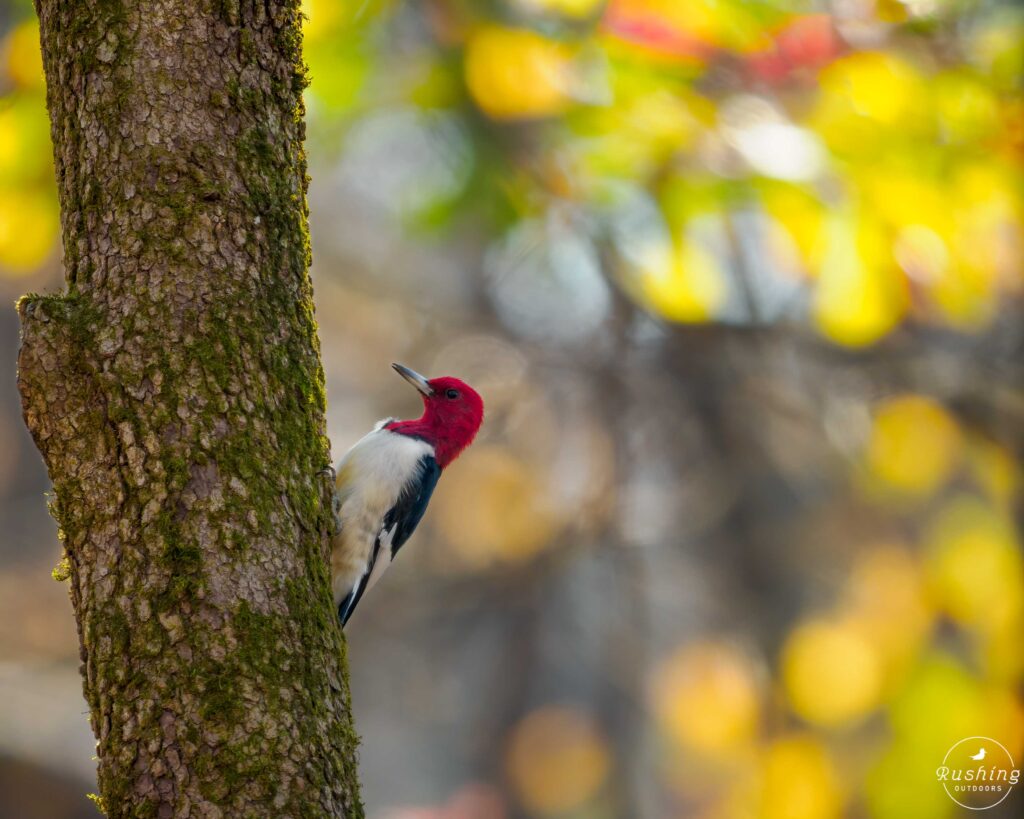 Georgia Audubon going the way of the dodo as bird enthusiasts distance ...