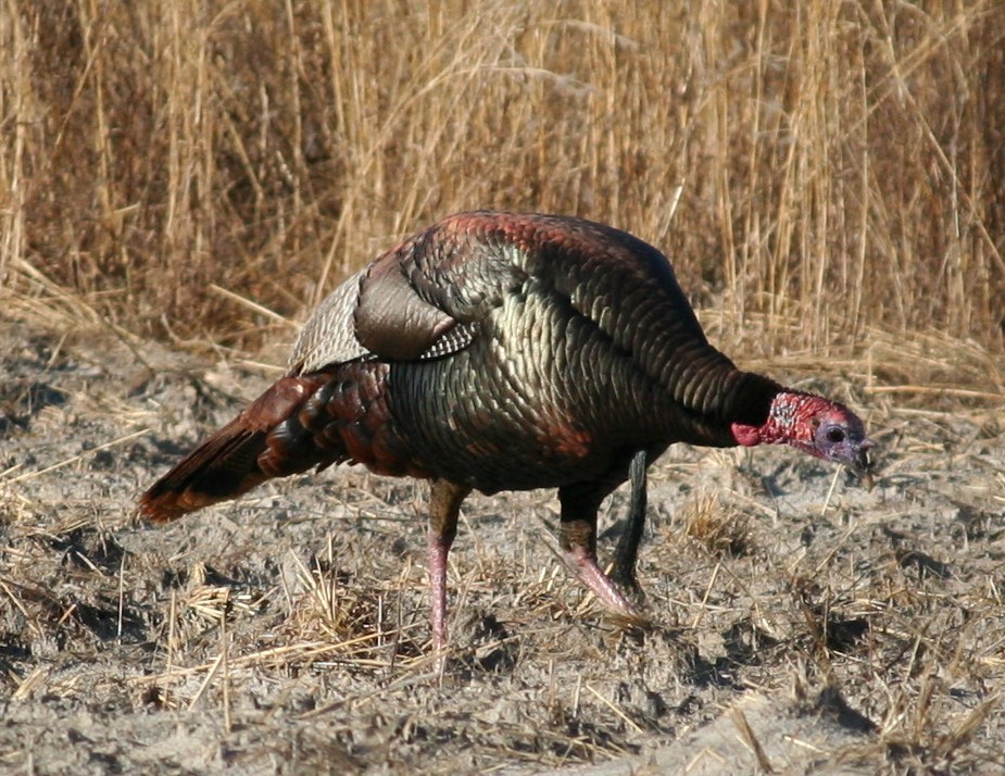 Dwindling numbers of wild turkeys across most of Georgia are ‘a real ...