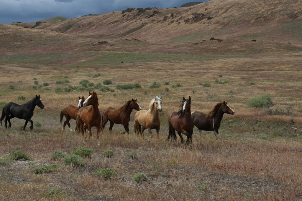 Bureau of Land Management to gather Idaho wild horses after Jump ...