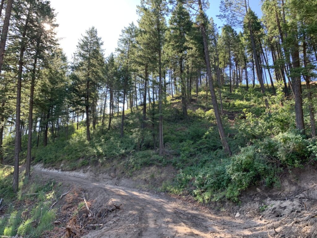 Four-year logging, wildfire prevention project coming to Boise National ...