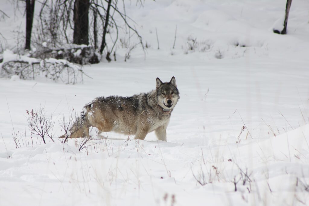 Introducing “Howl”: How wolf reintroduction into Yellowstone and Idaho ...
