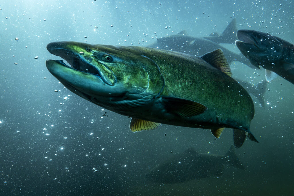 Salmon and steelhead extinction threshold science, and the ocean fish ...